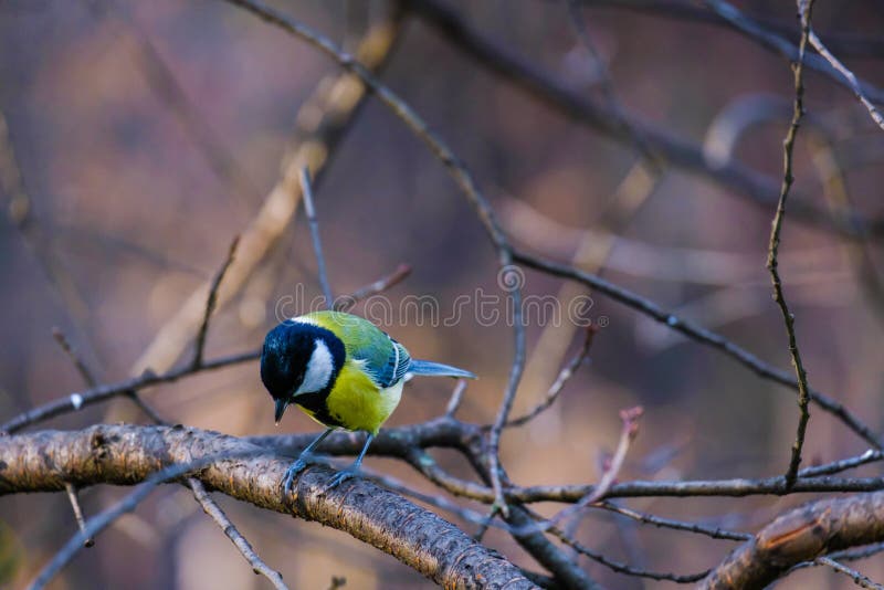 Titmouse Bird, Small Wildlife Birds, at Public Park Stock Image - Image ...
