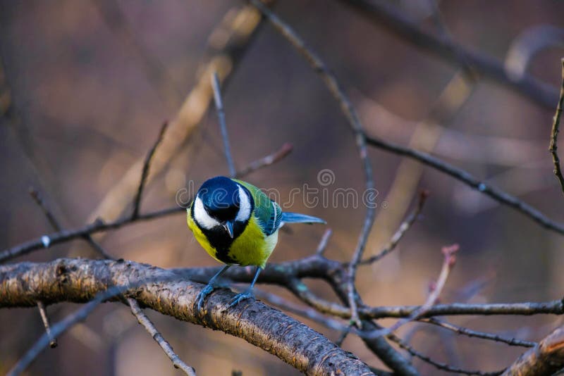 Titmouse Bird, Small Wildlife Birds, at Public Park Stock Photo - Image ...