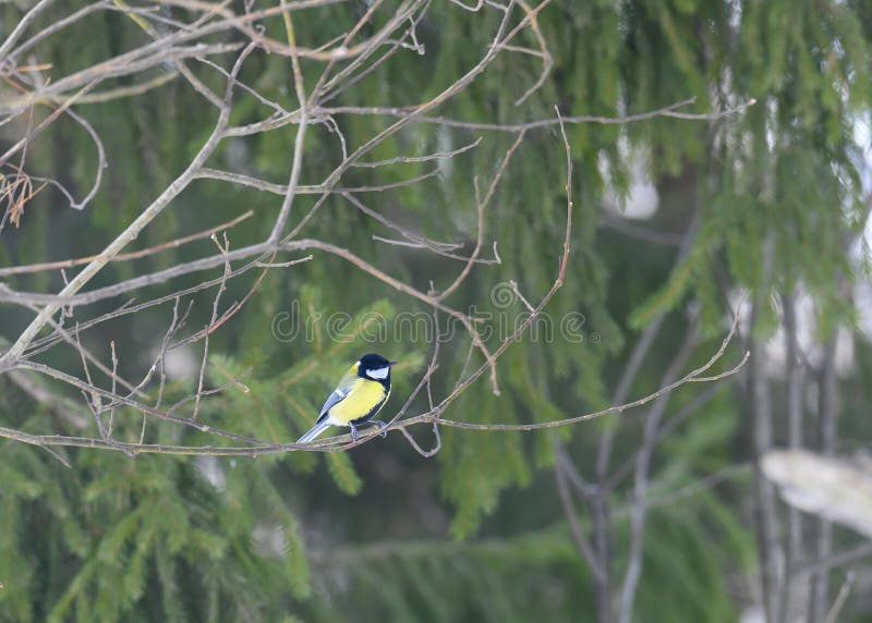 Titmouse Bird on Tree Branches in Winter Stock Photo - Image of view ...