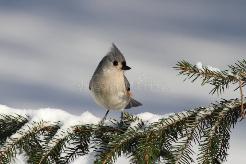 Titmouse in Snow stock image. Image of winter, cold, birds - 17583407