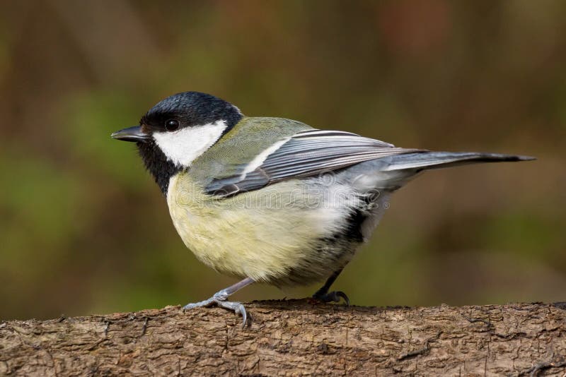 Carolina chickadee stock image. Image of motion, feathers - 18550557