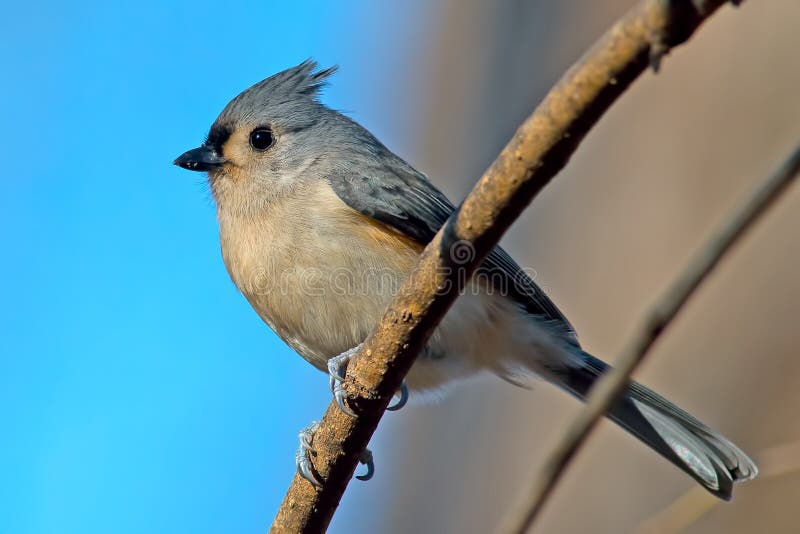Copetudo Fotos De Stock - Descarga 6,338 Fotos Libres de Derechos