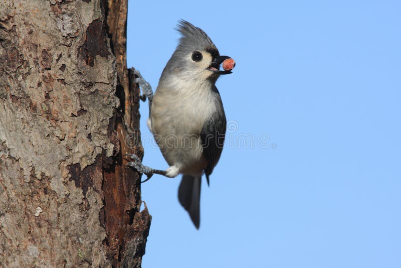 13,932 Copetudo Fotos de stock - Fotos libres de regalías de Dreamstime