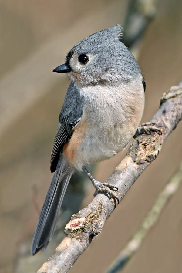 13,932 Copetudo Fotos de stock - Fotos libres de regalías de Dreamstime