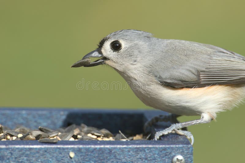 Paro Copetudo (baeolophus Bicolor) Imagen de archivo - Imagen de ...