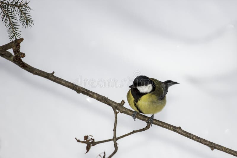 Titmouse face view stock image. Image of outdoor, ecology - 29076035