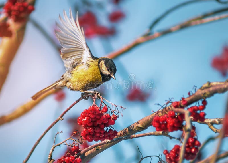 Titmouse Flying on a Rowan-tree Stock Photo - Image of spring ...