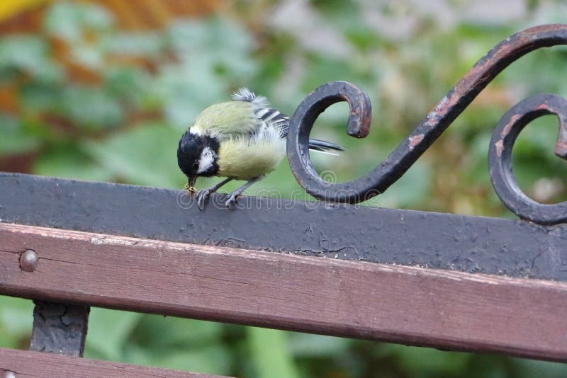 The Titmouse Pecking an Insect on a Bench Stock Photo - Image of green ...