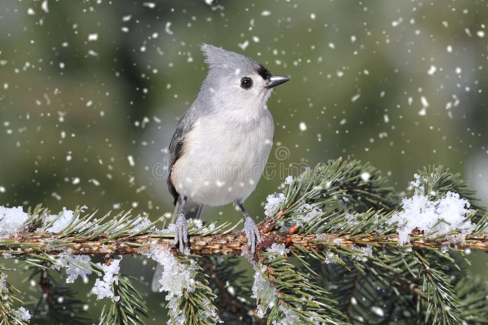Titmouse in Snow stock image. Image of winter, cold, birds - 17583407