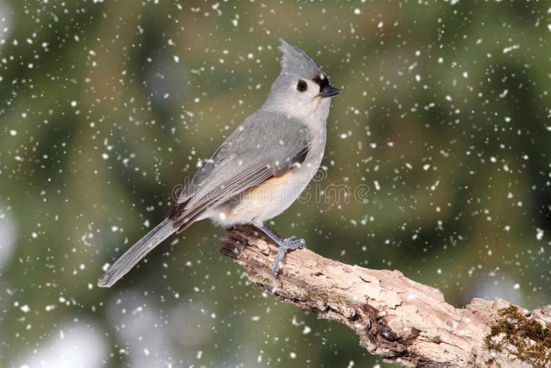 Titmouse in Snow stock image. Image of winter, cold, birds - 17583407