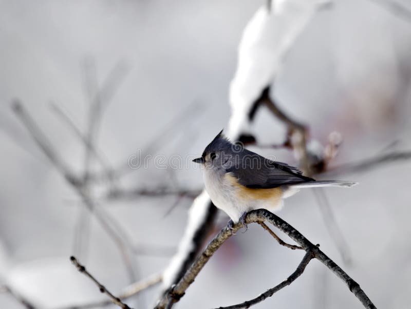 Titmouse in Snow stock image. Image of winter, cold, birds - 17583407