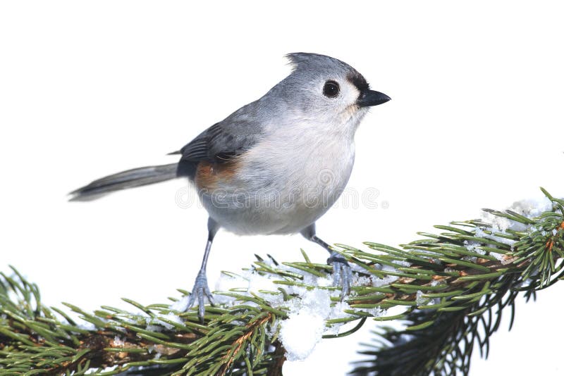 Titmouse in Snow stock image. Image of winter, cold, birds - 17583407
