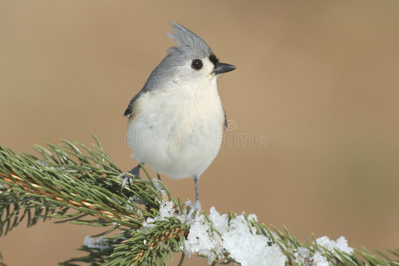 Titmouse in Snow stock image. Image of winter, cold, birds - 17583407