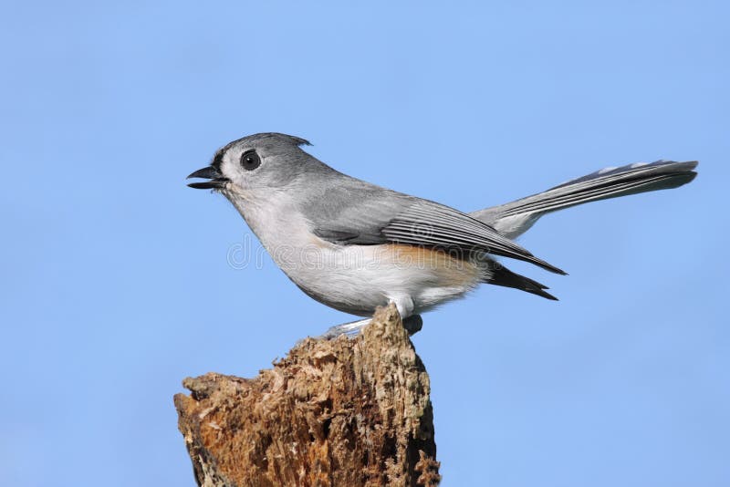 Tufted Titmouse bird stock image. Image of feathers, branch - 12404071