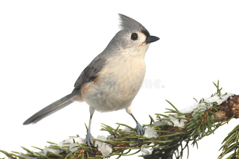 Titmouse on White stock photo. Image of bicolor, bird - 65872748