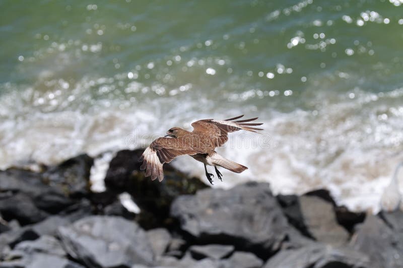Tiuque Milvago chimango fotografering för bildbyråer. Bild av ...