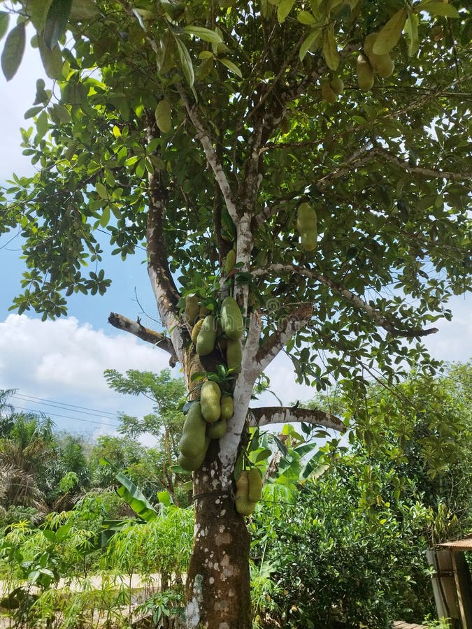 Tiwadak Tree Stock Photos - Free & Royalty-Free Stock Photos from ...