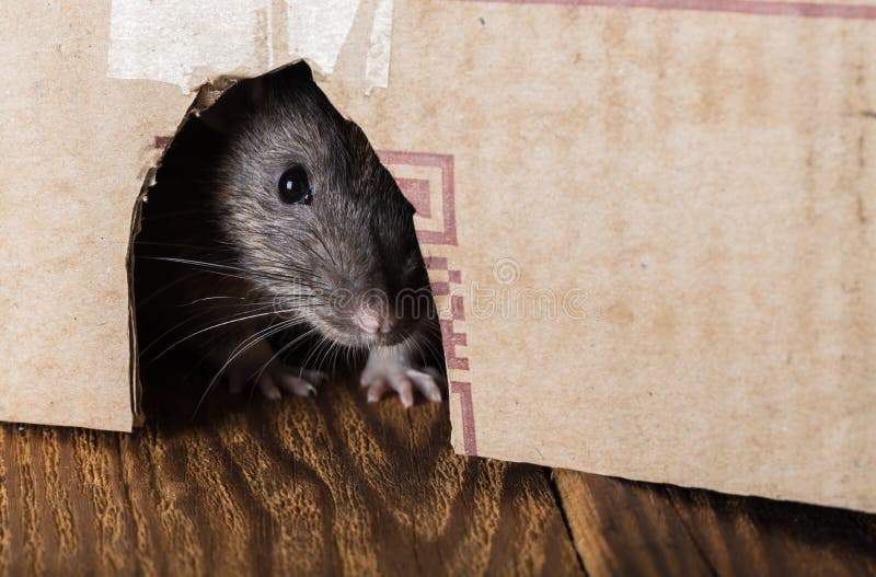 Tjalla Att Kika Ut Ur Asken Arkivfoto - Bild av fluffigt, mörkt: 132518390