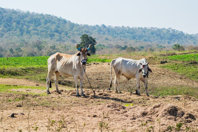 Tjurar eller oxar fotografering för bildbyråer. Bild av använt - 124922015