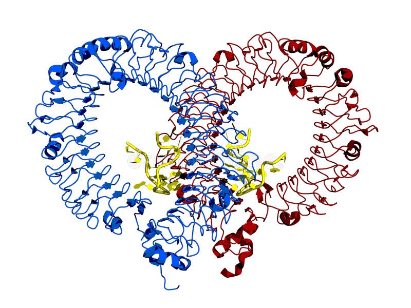 TLR13 Toll-like Receptor Bound To RNA, Space-filling Model Stock ... TLR13 Toll-like Receptor Bound To RNA, Space-filling Model Stock ...