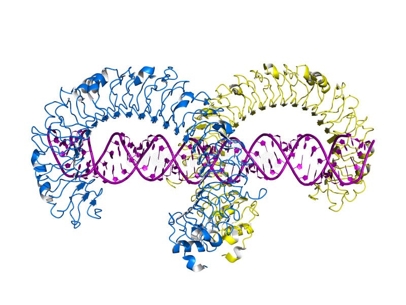 TLR3 Toll-like Receptor Bound To RNA, Cartoon Model Stock Illustration ... TLR3 Toll-like Receptor Bound To RNA, Cartoon Model Stock Illustration ...