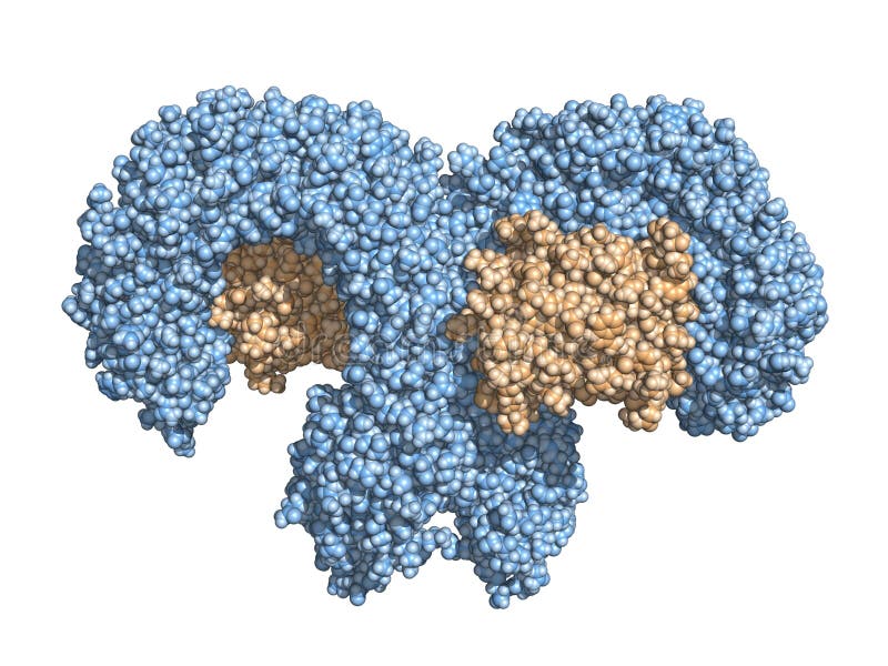 TLR4 Toll-like Receptor, Cartoon Model Stock Illustration ... TLR4 Toll-like Receptor, Cartoon Model Stock Illustration ...