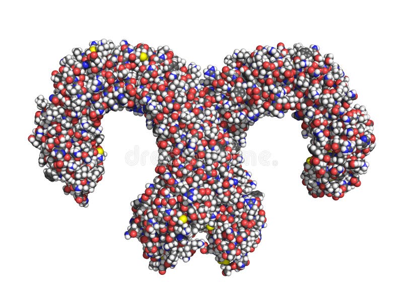TLR4 Toll-like Receptor, Space-filling Model Stock Illustration ... TLR4 Toll-like Receptor, Space-filling Model Stock Illustration ...