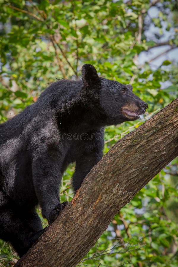 To Avoid Danger, a Black Bear Will Climb Higher in the Tree Stock Photo ...