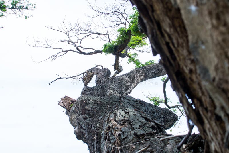 Background is a tree limb stock image. Image of outdoor - 127424945