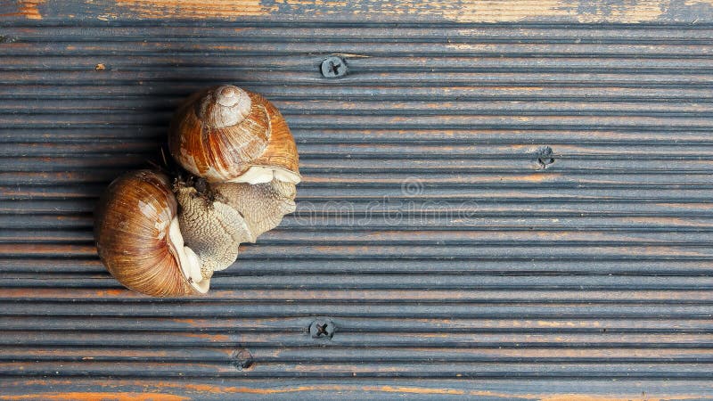 To be together two snails stock photo. Image of snail - 153493800