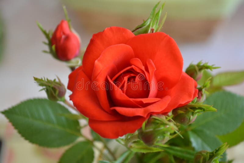 About To Burst stock image. Image of multiple, roses - 94729477
