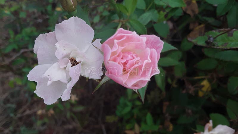 To colors same flower stock image. Image of pink, roses - 177782159