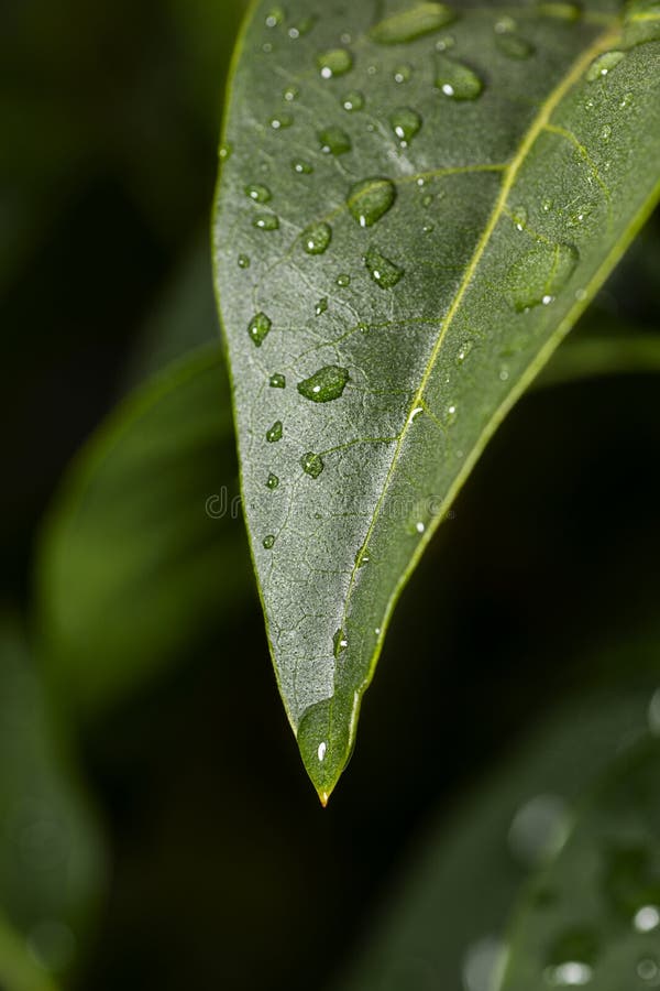 About to drop stock image. Image of leaf, life, plant - 160842943