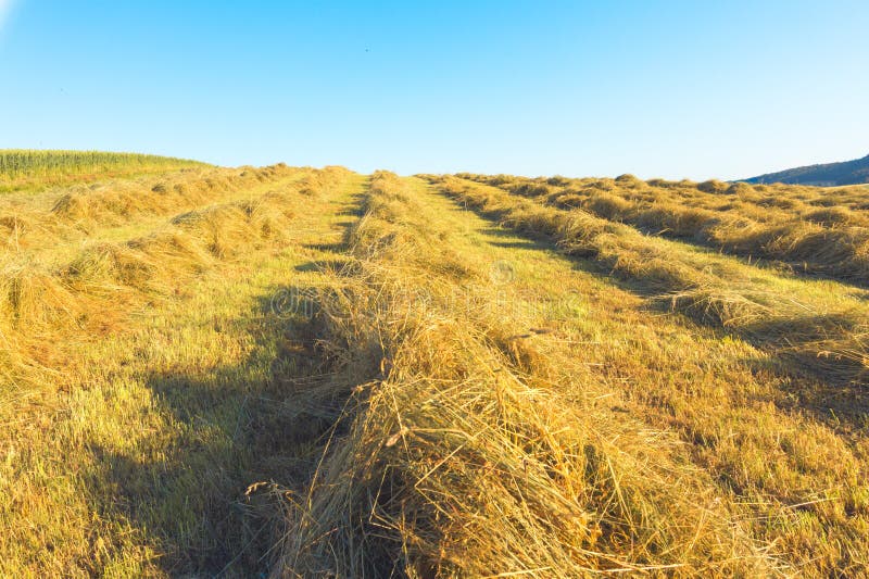Chopped wheat, yellow hay stock photo. Image of hilles - 113016016