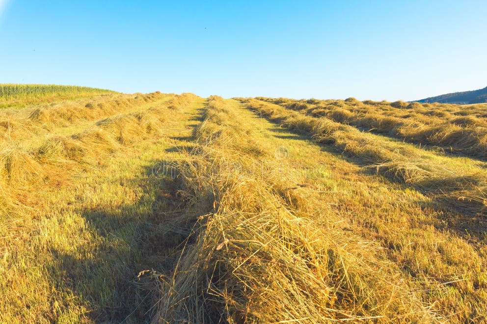 To dry the chopped hay stock photo. Image of bale, chopped - 95008854