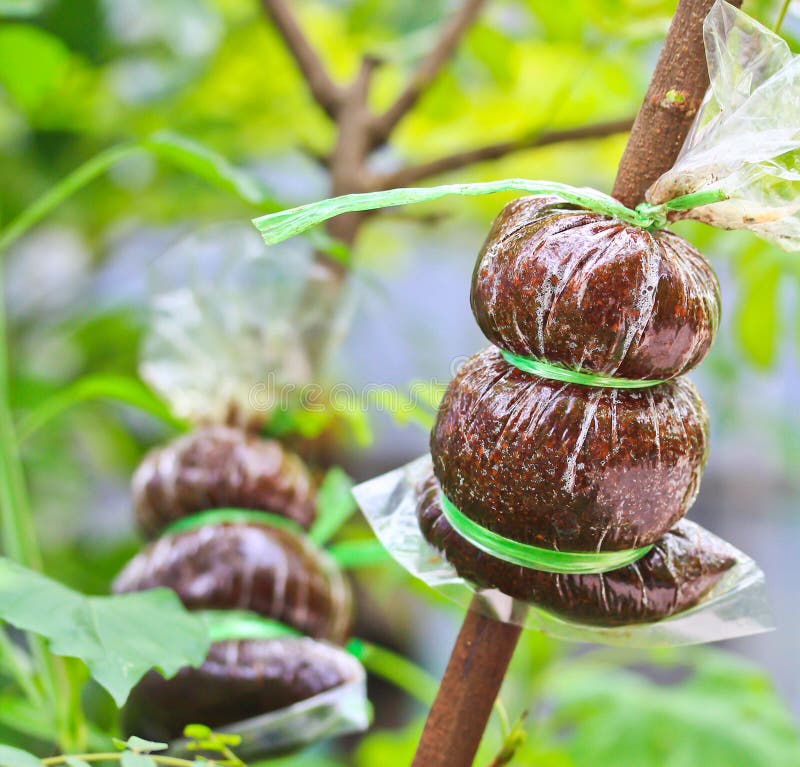 Grafting on mulberry tree stock photo. Image of layering - 48064808