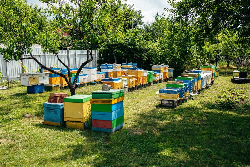 To Hive A Swarm To Make Increase From A Colony Make Up A Nucleus