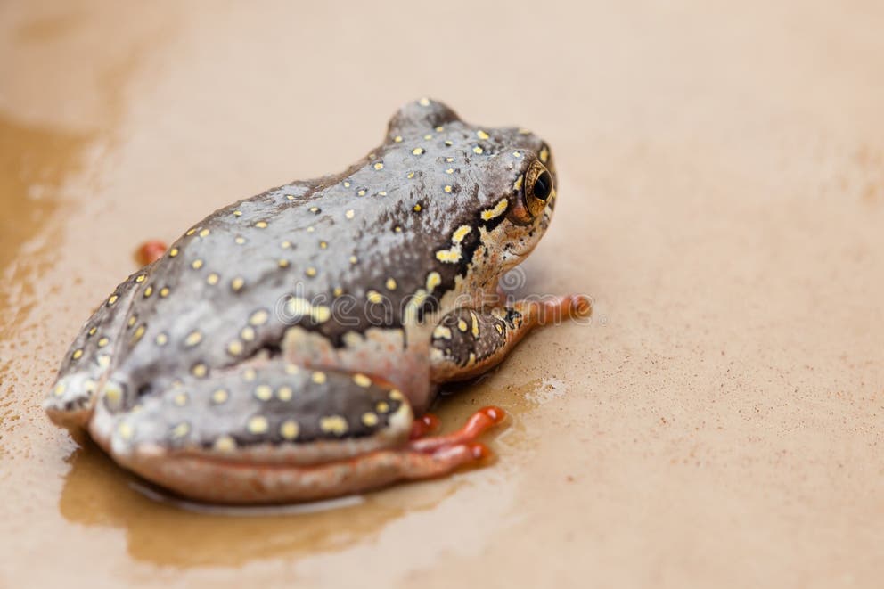 About to hop away stock photo. Image of conservation - 28783582