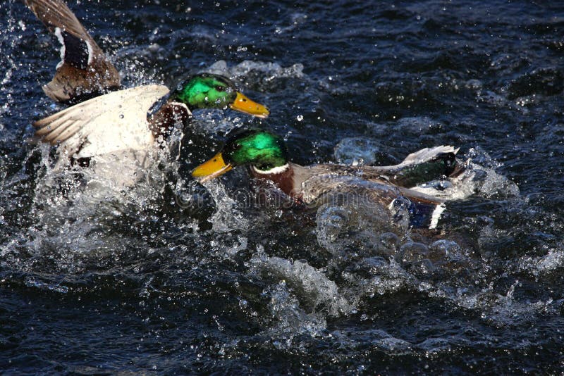 To Male Mallard Ducks Fighting Stock Image - Image of anas, norway ...