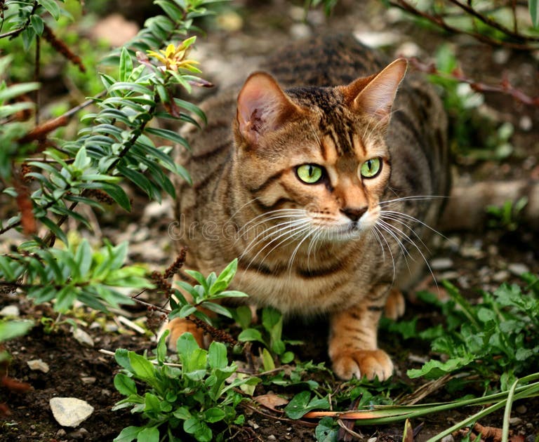 About to Pounce. stock image. Image of feline, garden, bengali - 94401