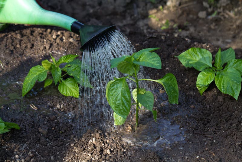 To Pour of Young Red Bell Pepper Plant Stock Photo - Image of healthy ...