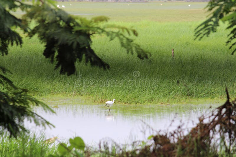 Kerala Beautiful Neendakara Stock Photos - Free & Royalty-Free Stock ...