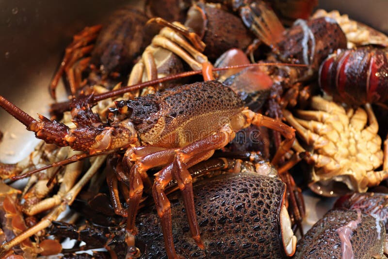 Crayfish or Lobster Shells after the Meat Has Been Removed Stock Photo ...