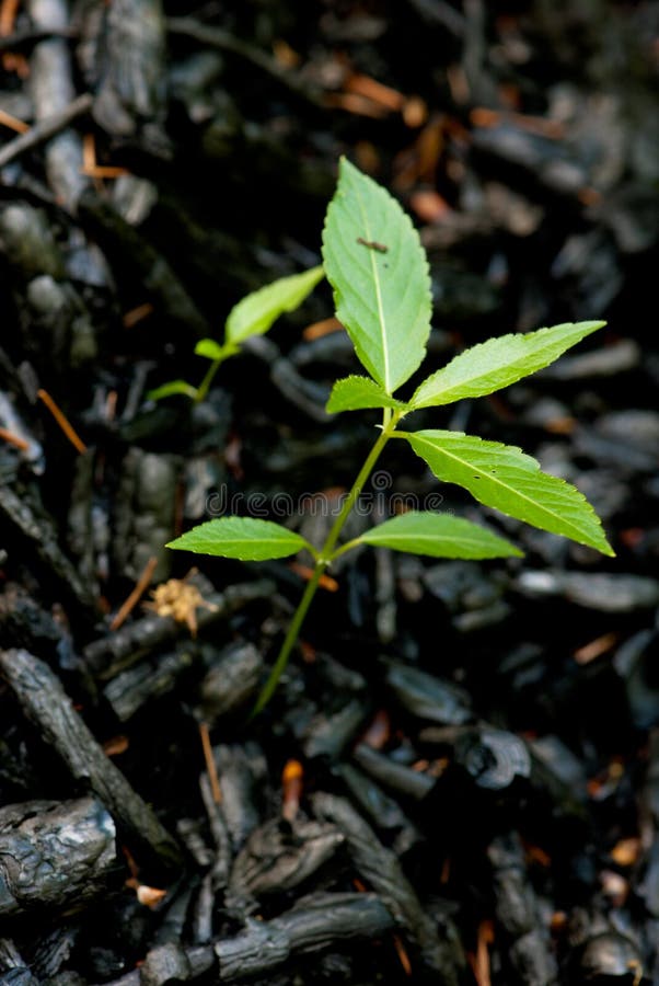 68+ Revive Free Stock Photos - StockFreeImages