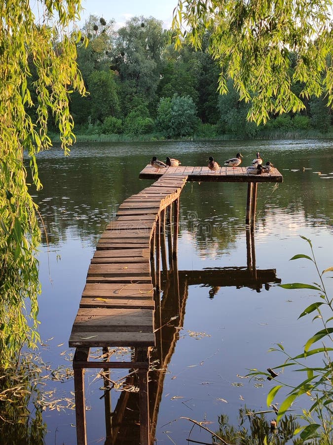 To Set Seven Ducks upon the Bridge, Like a Dream Come To Life Stock ...