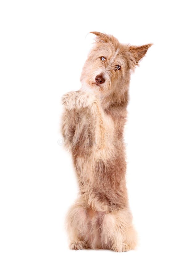 1,333 Dogs Standing Up Stock Photos - Free & Royalty-Free Stock Photos ...