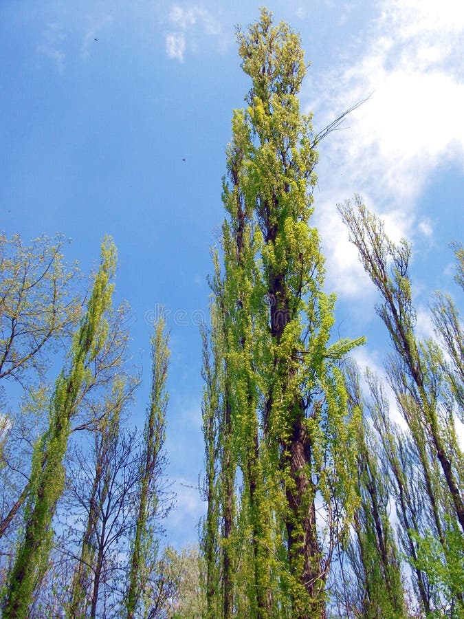 To the sky stock image. Image of straight, outdoors, foliage - 52514017