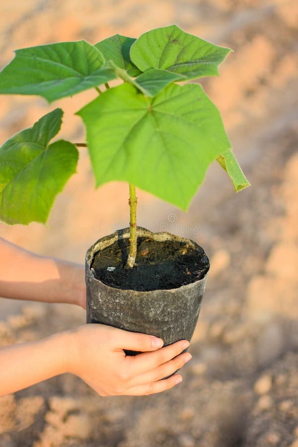 To Start Planting Trees of People Stock Image - Image of people, begins ...