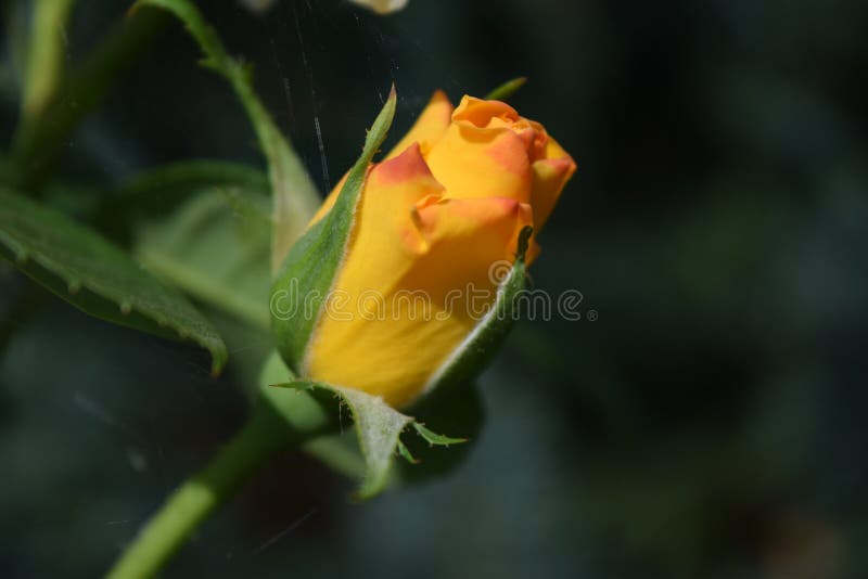 To the sun. stock photo. Image of spider, walking, beautiful - 58503864