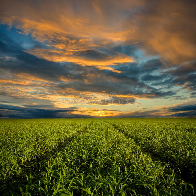 Field of wheat at sunset stock photo. Image of evening - 15639698